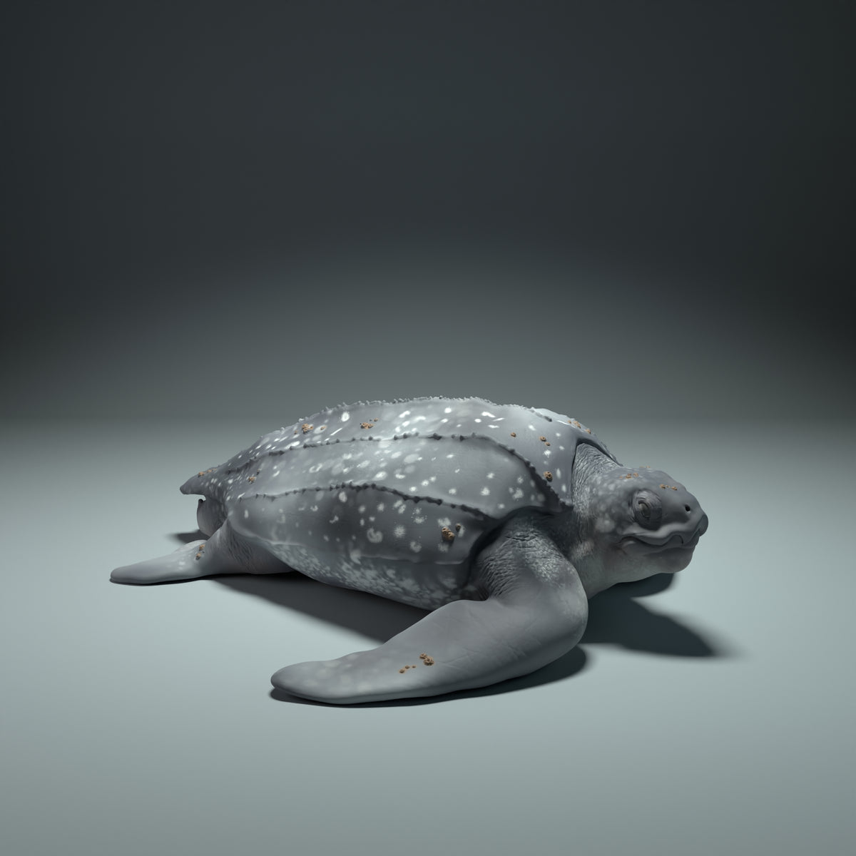 Anml-220907 Leatherback_Sea_Turtle_Ground – サベージランドミニチュア